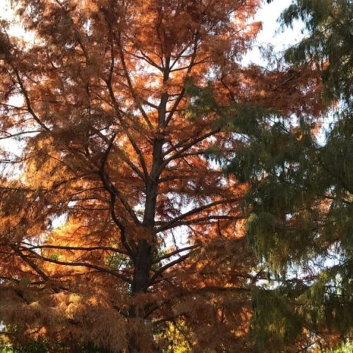 Tree for All - Myriad Botanical Gardens