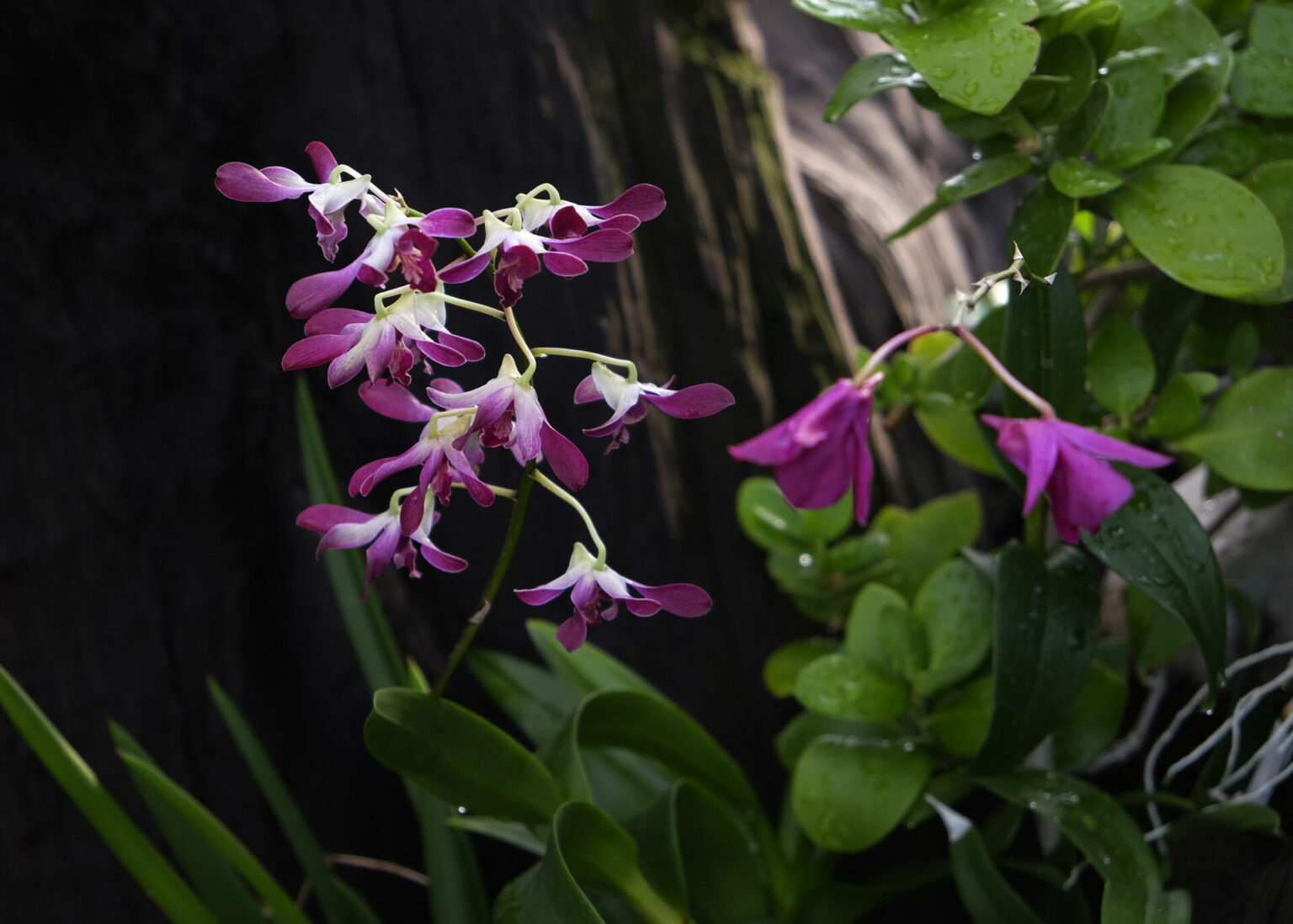 Visit Us - Myriad Botanical Gardens