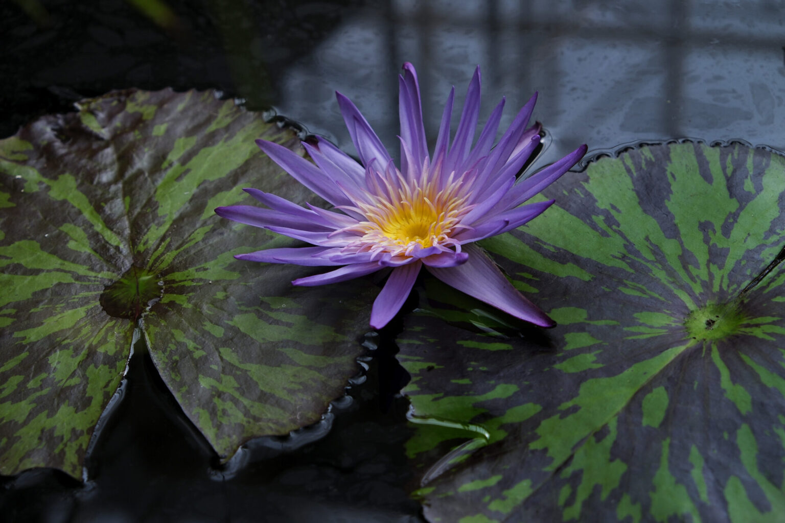 Crystal Bridge - Myriad Botanical Gardens