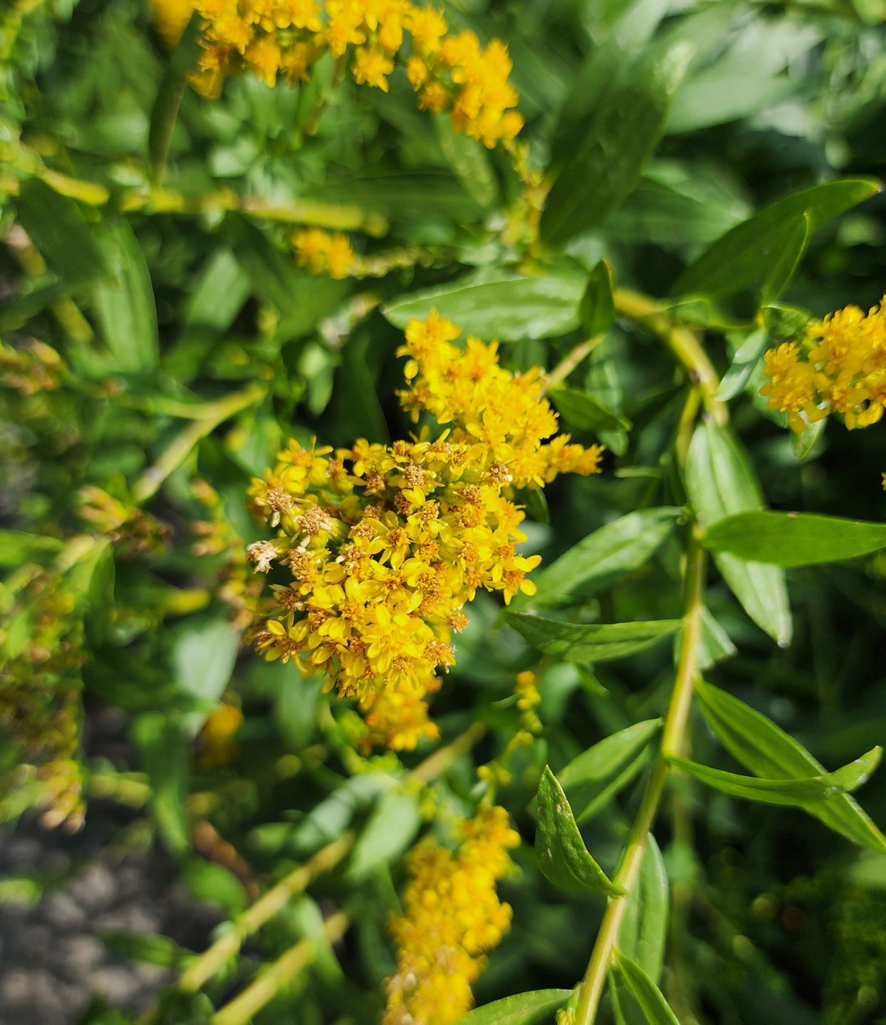 Plant-a-Prairie Sale - Myriad Botanical Gardens