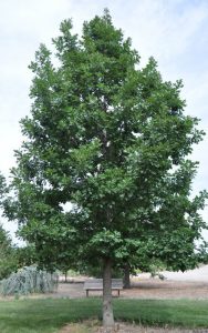 Tree for All - Myriad Botanical Gardens