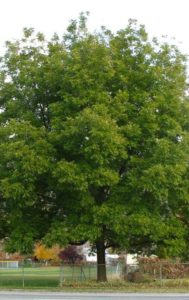 Tree for All - Myriad Botanical Gardens