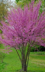 Tree for All - Myriad Botanical Gardens