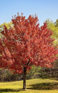 Tree for All - Myriad Botanical Gardens