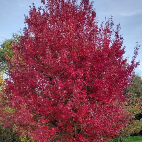 Tree for All - Myriad Botanical Gardens