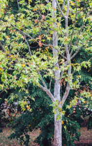 Tree for All - Myriad Botanical Gardens