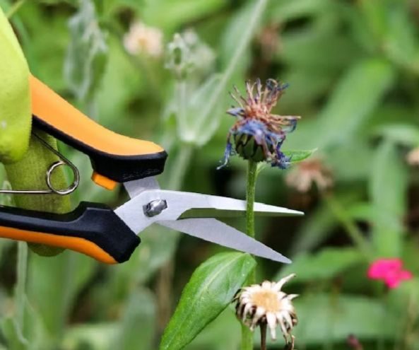 Monthly Horticulture Tips - Myriad Botanical Gardens